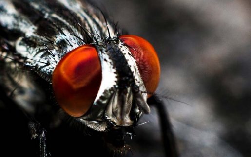 What happens when a fly lands on your food? And how to prevent it